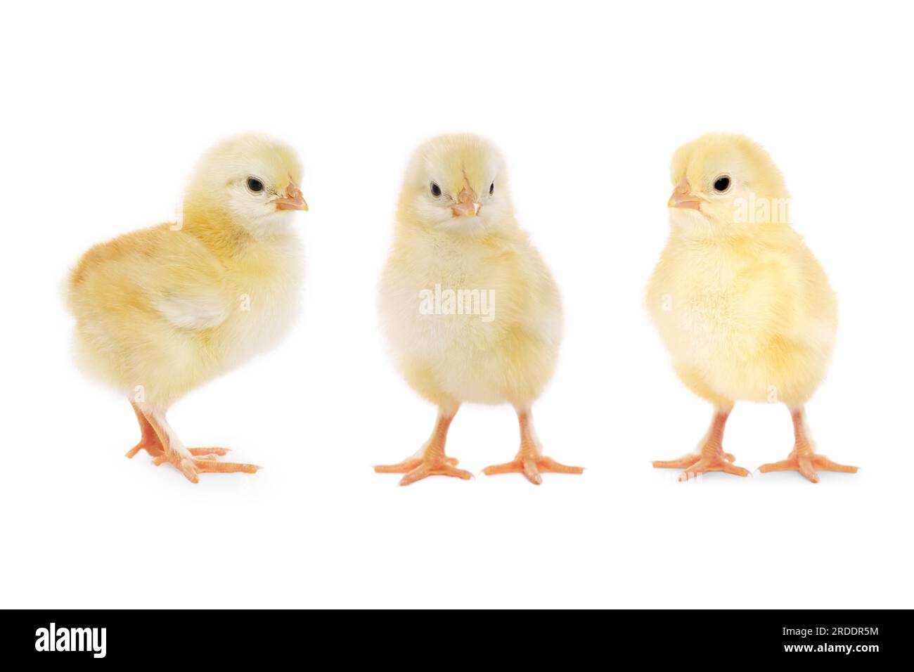 Collage with small cute baby chicken isolated on white Stock Photo - Alamy