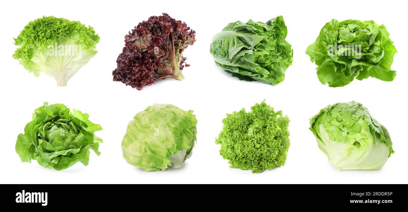 Different types of lettuce isolated on white, collage design Stock ...