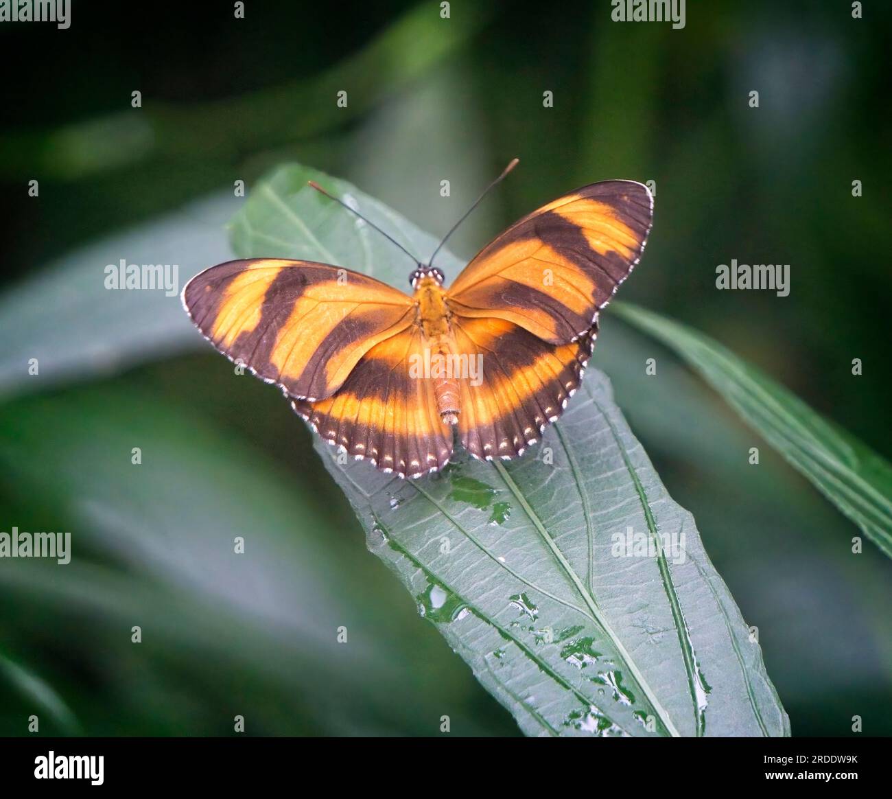 Zebra Long Wing Butterfly Calgary Zoo Alberta Stock Photo - Alamy