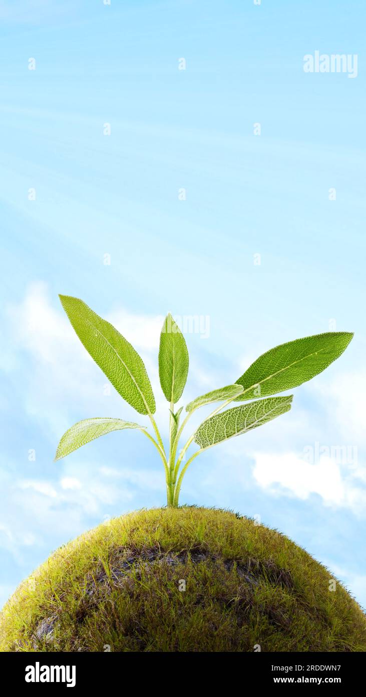 Green plants growing on the ground. World ozone day concept Stock Photo ...