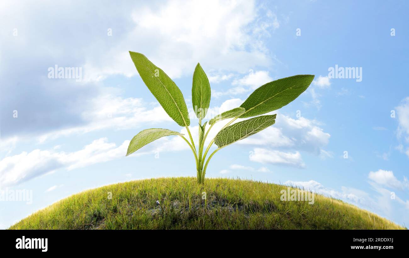 Green plants growing on the ground. World ozone day concept Stock Photo ...
