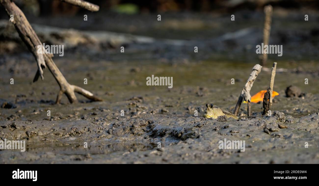 Mudskipper on mud in a serene mangrove swamp. Biodiverse ecosystem ...