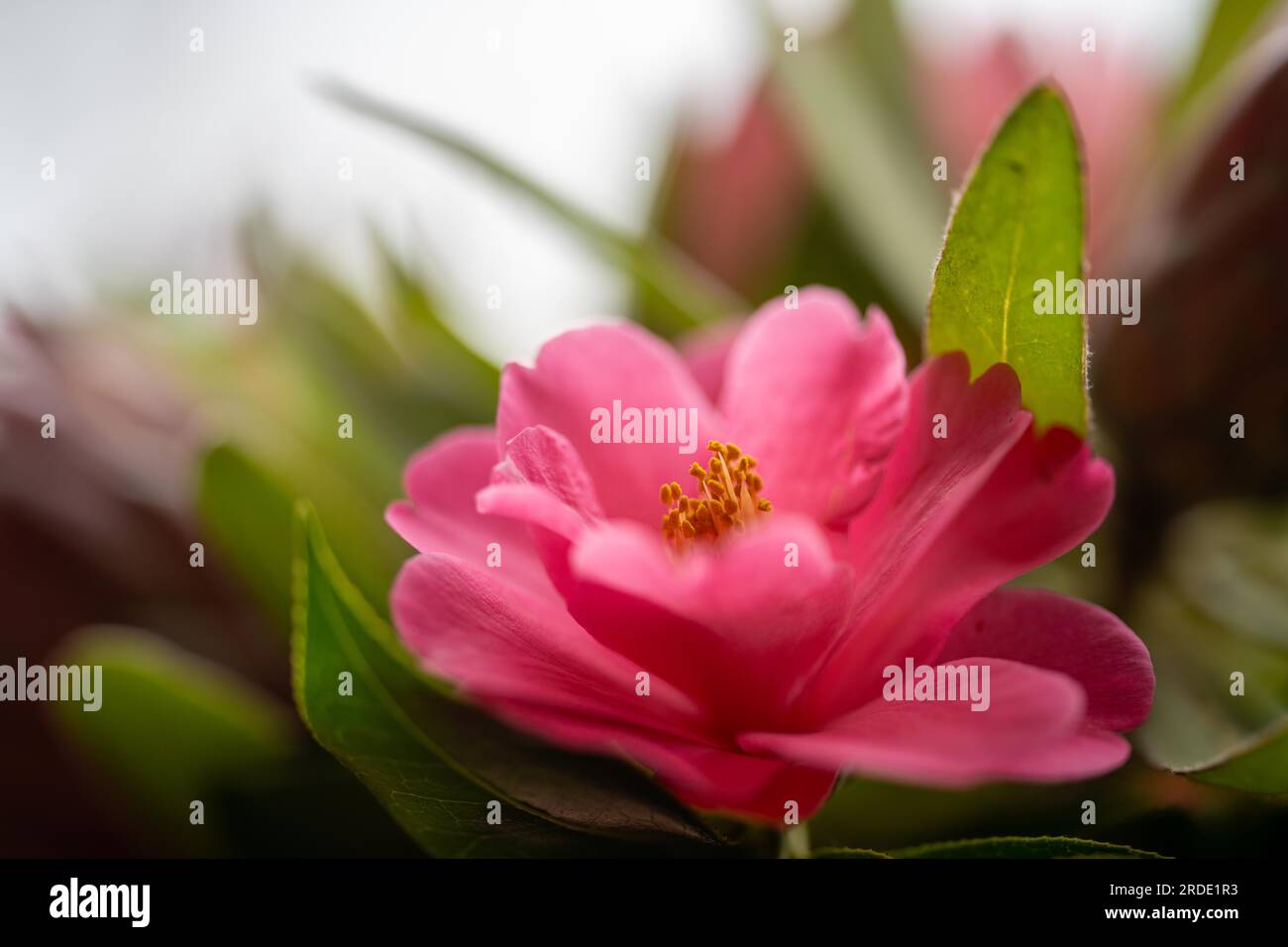 livestock beef cattle in a field on a farm. close up of a cows face ...