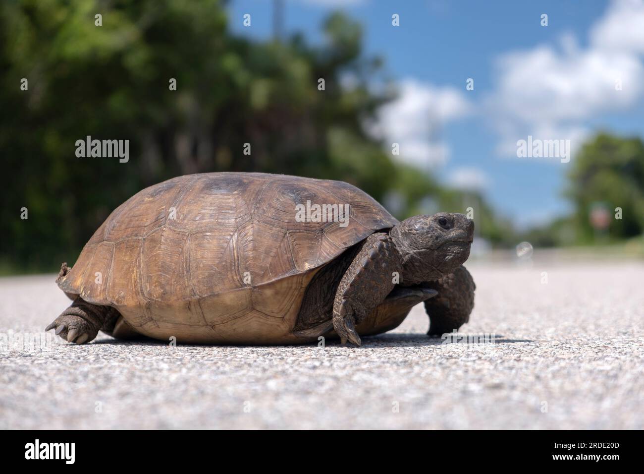 Wild Gopher tortoise crossing rural street in southern Florida ...