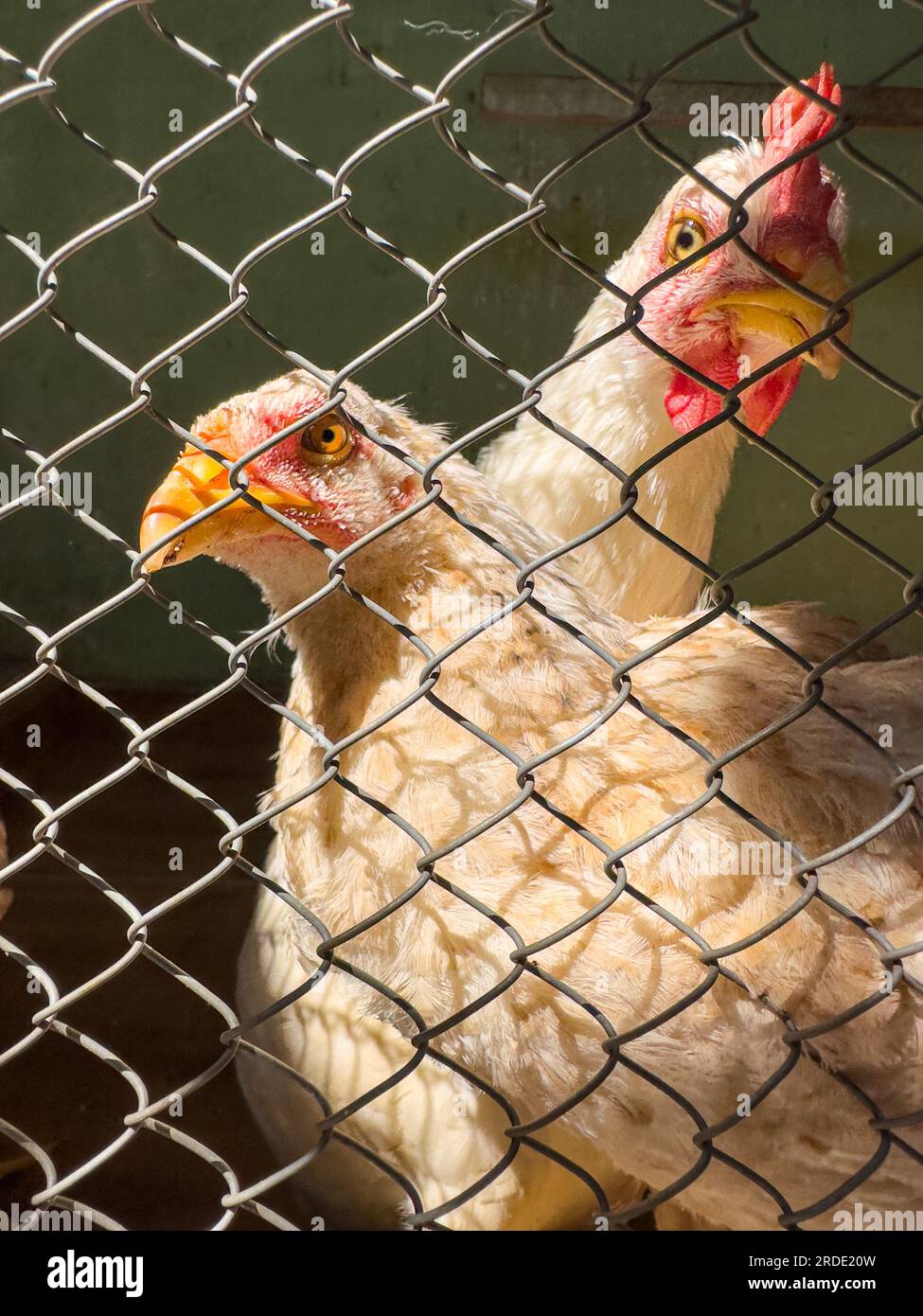 rooster and hen behind cage grid Stock Photo - Alamy