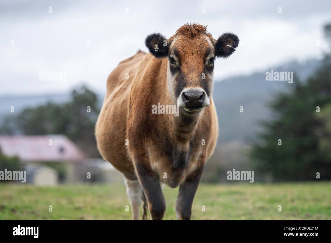 livestock beef cattle in a field on a farm. close up of a cows face ...