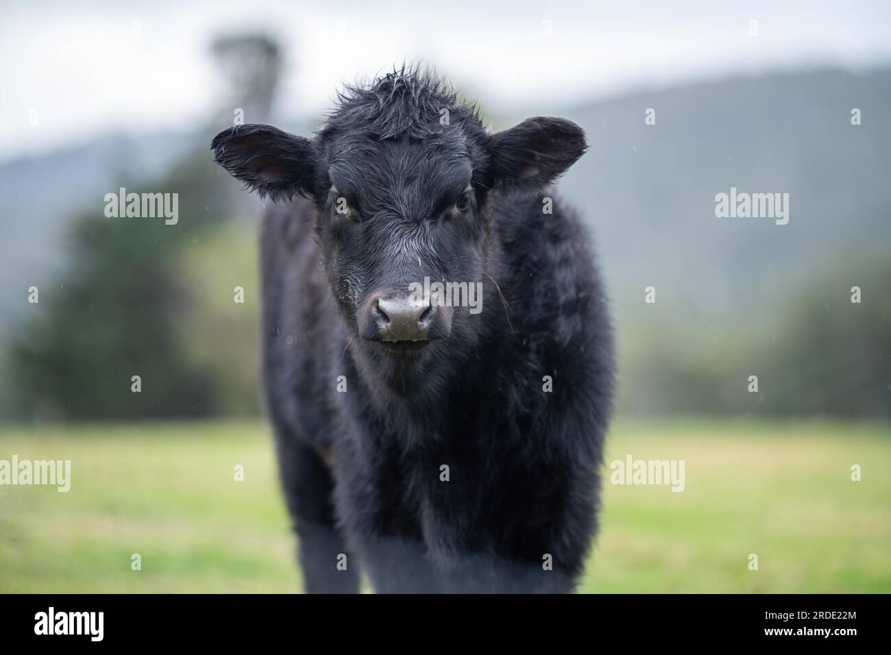livestock beef cattle in a field on a farm. close up of a cows face ...