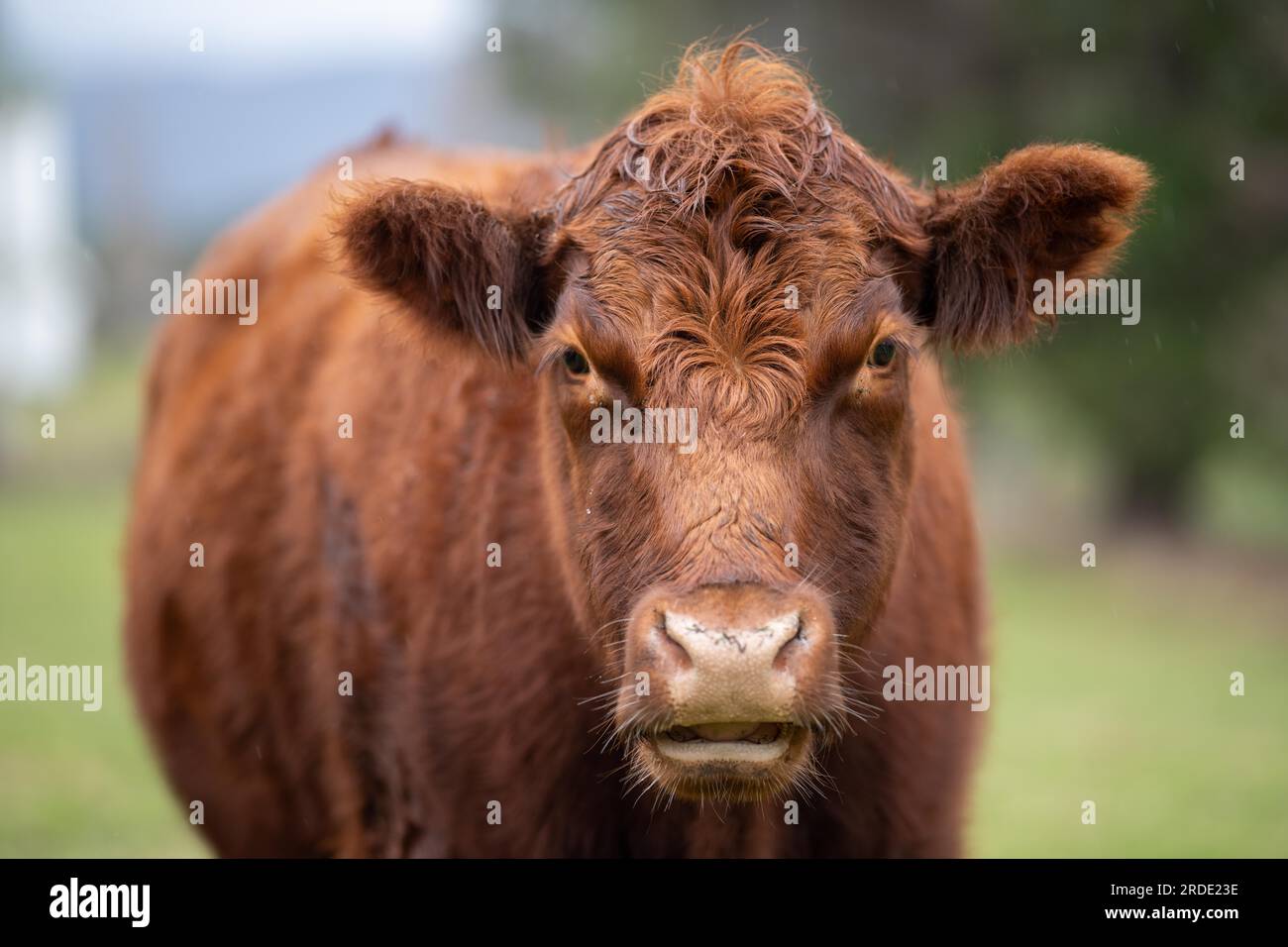 livestock beef cattle in a field on a farm. close up of a cows face ...