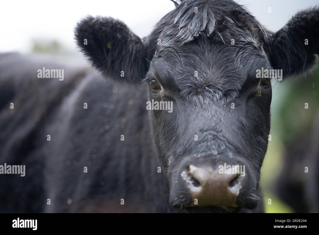 livestock beef cattle in a field on a farm. close up of a cows face ...