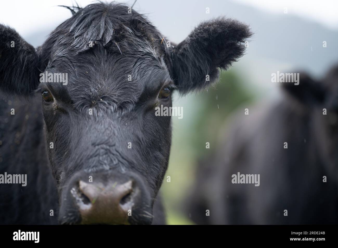 livestock beef cattle in a field on a farm. close up of a cows face ...