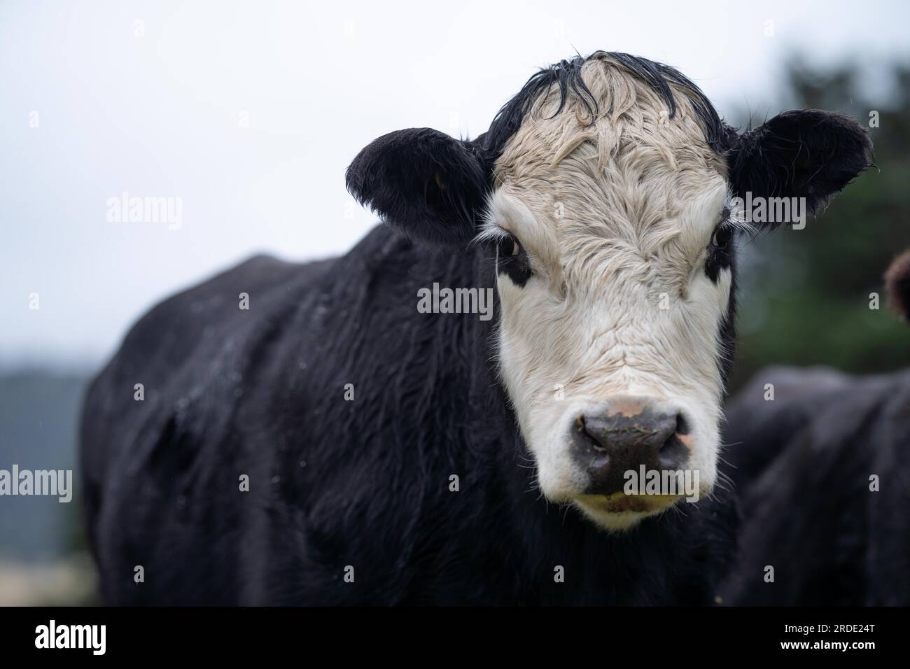 livestock beef cattle in a field on a farm. close up of a cows face ...