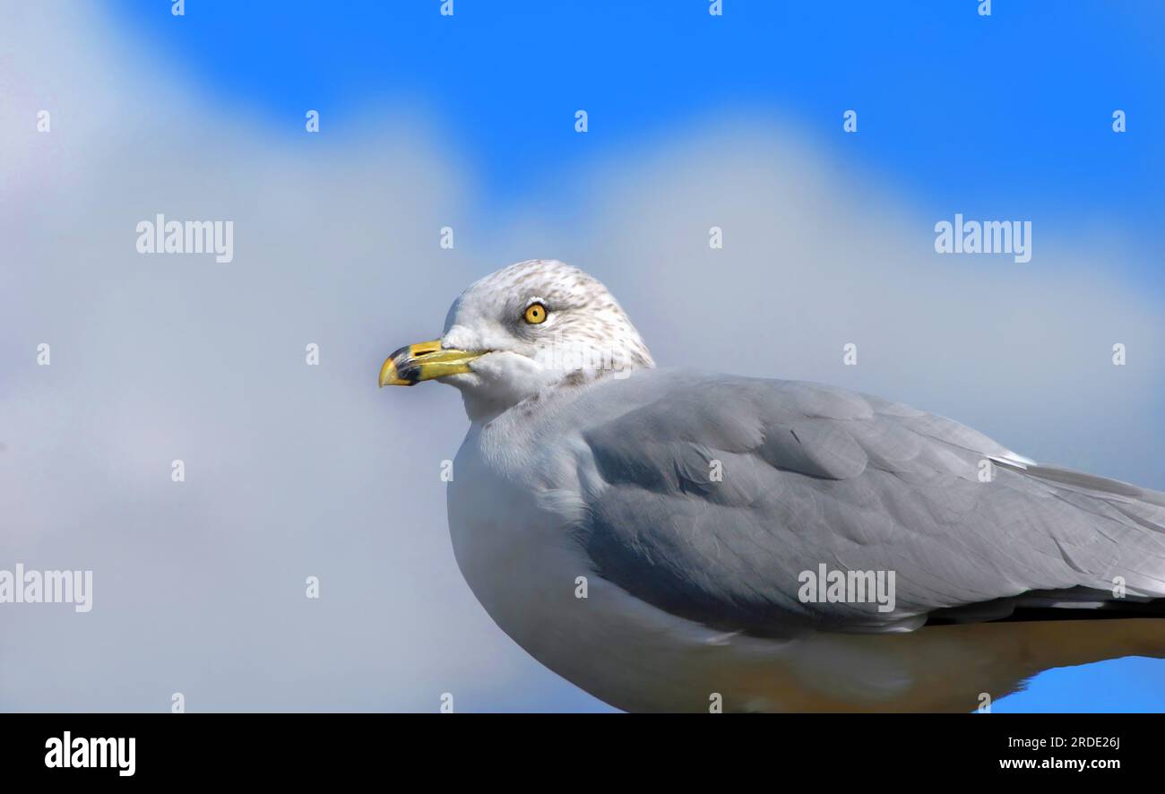 Closeup of seagull shows golden eye and striped beak. Blue sky and ...