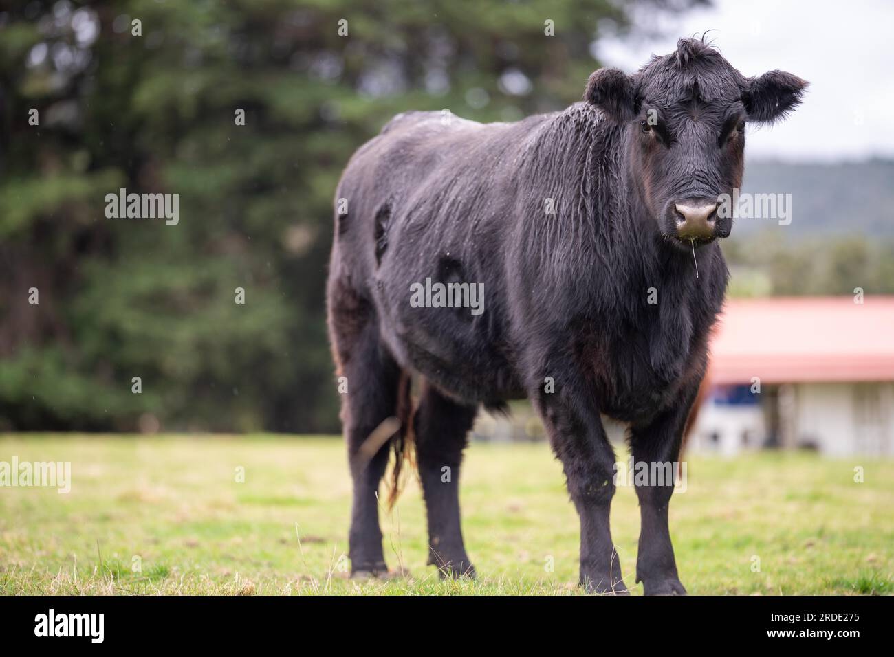 livestock beef cattle in a field on a farm. close up of a cows face ...