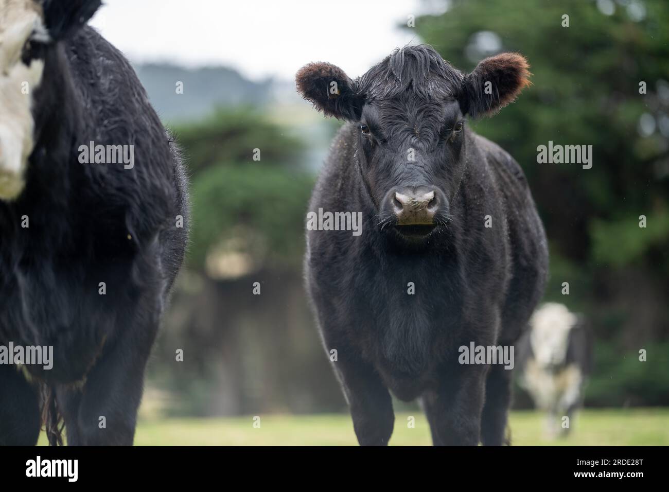 livestock beef cattle in a field on a farm. close up of a cows face ...