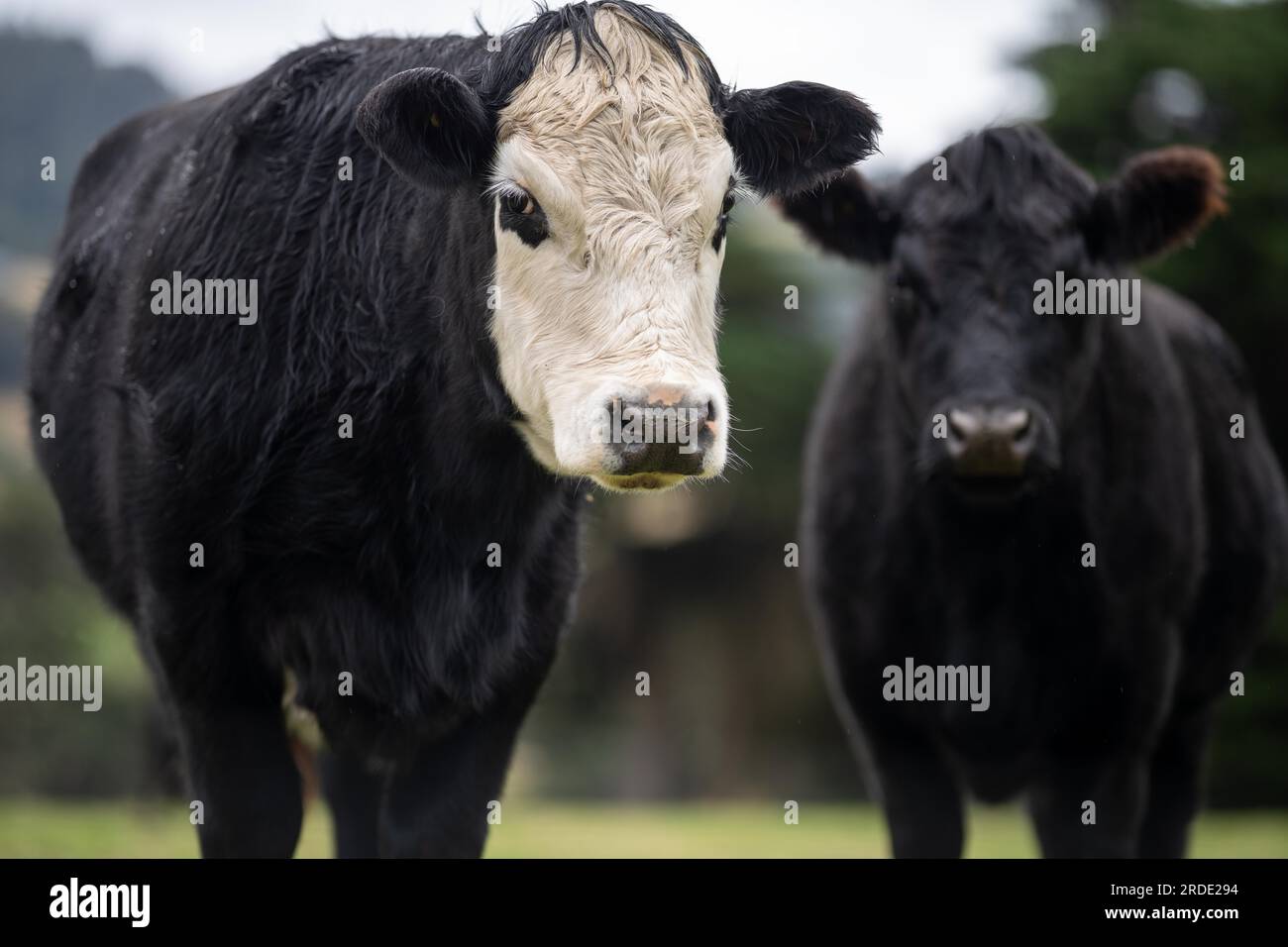 livestock beef cattle in a field on a farm. close up of a cows face ...