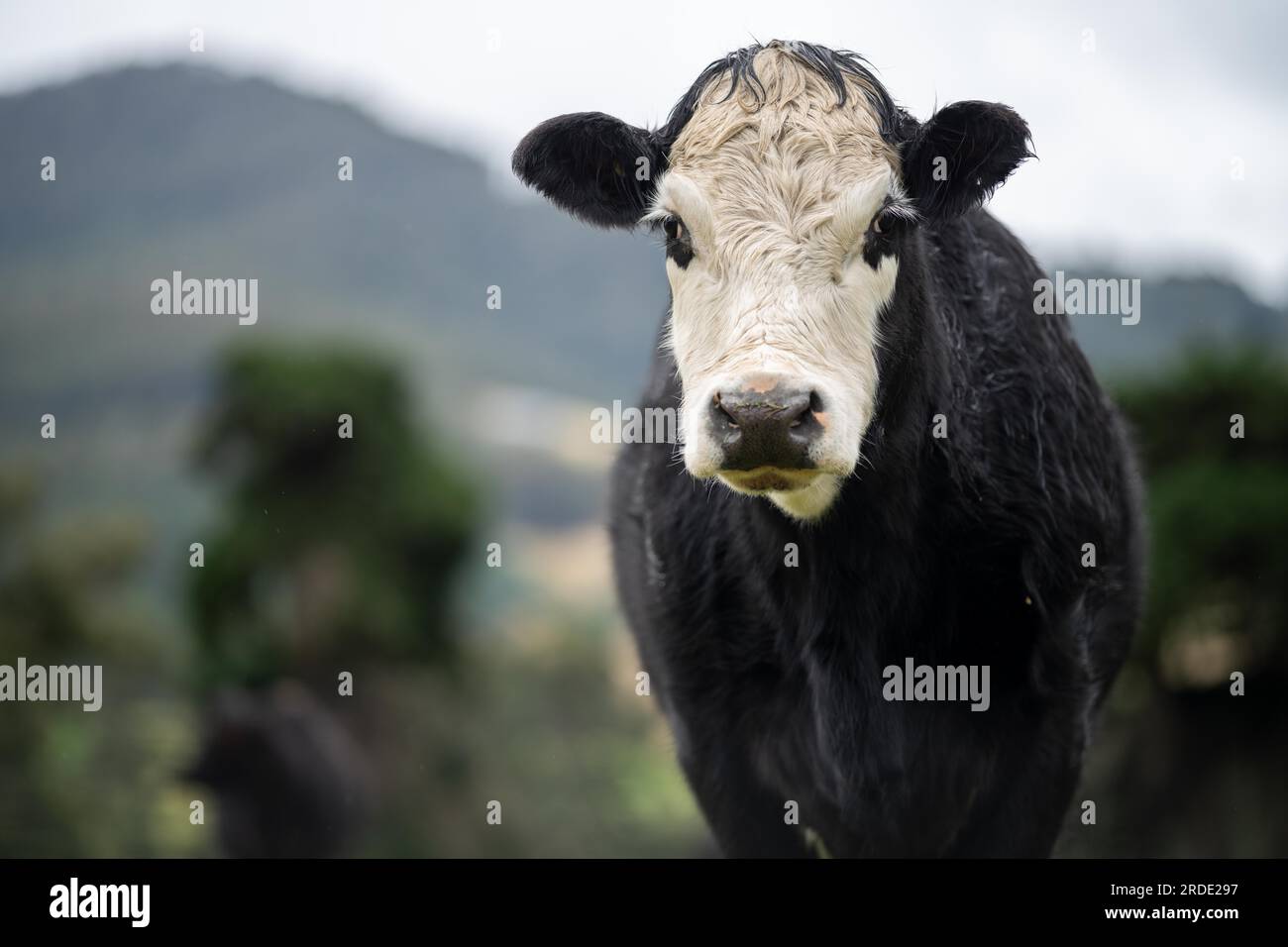 livestock beef cattle in a field on a farm. close up of a cows face ...
