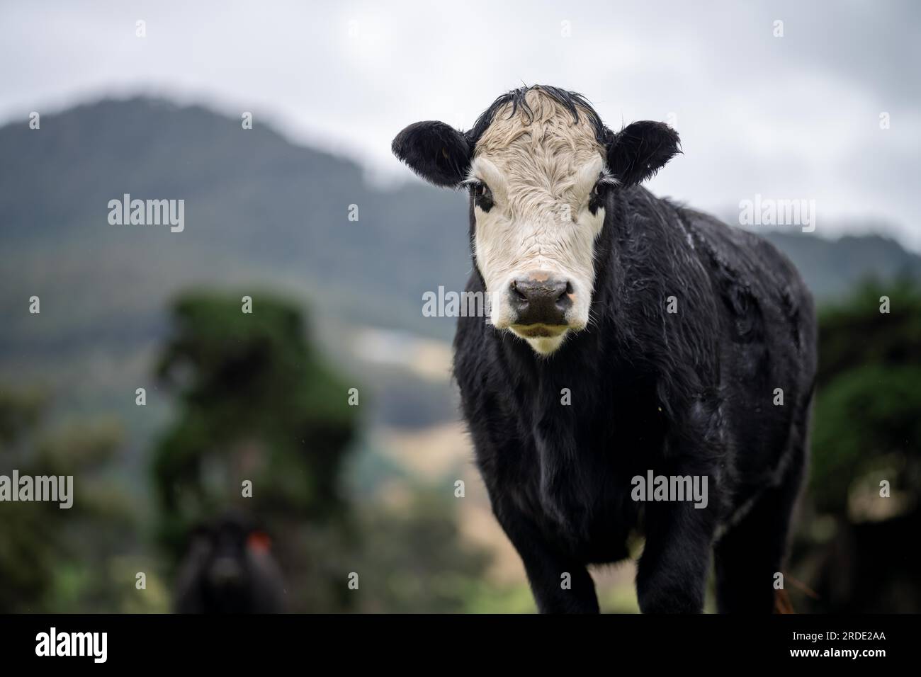 livestock beef cattle in a field on a farm. close up of a cows face ...