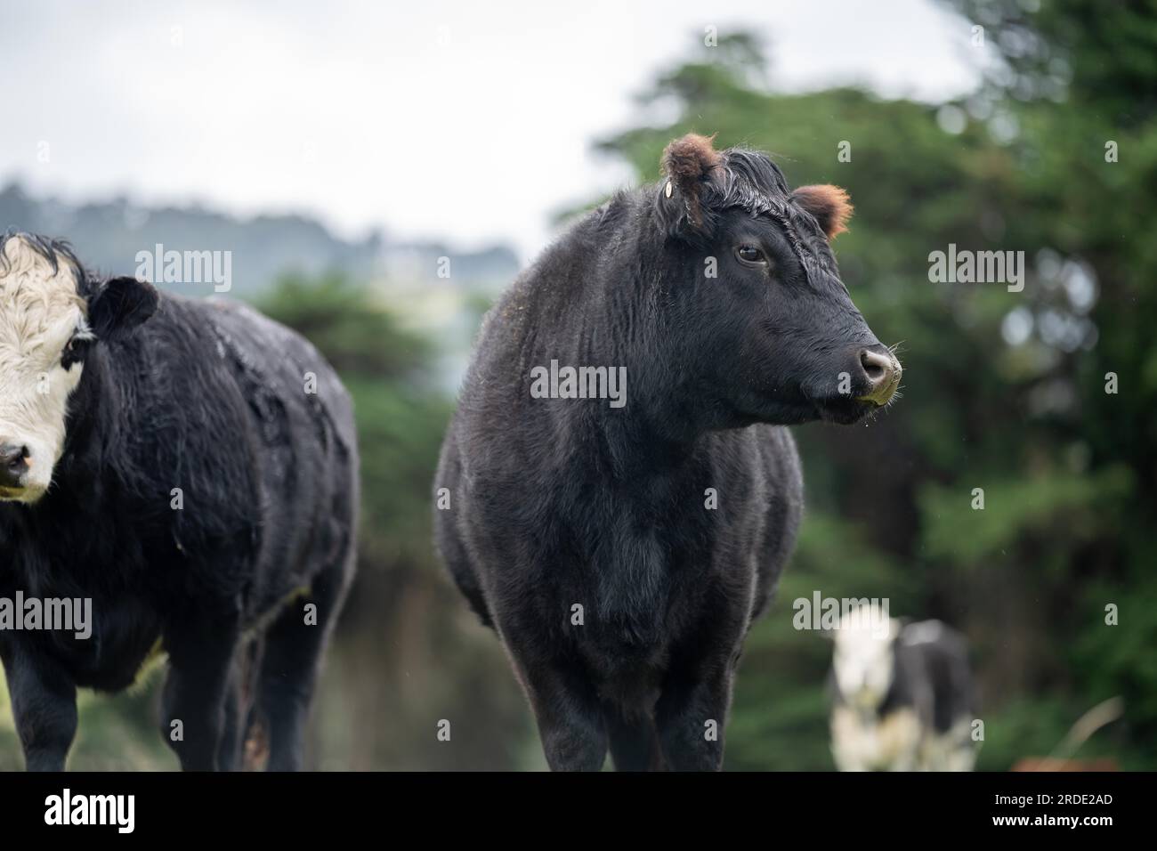 livestock beef cattle in a field on a farm. close up of a cows face ...