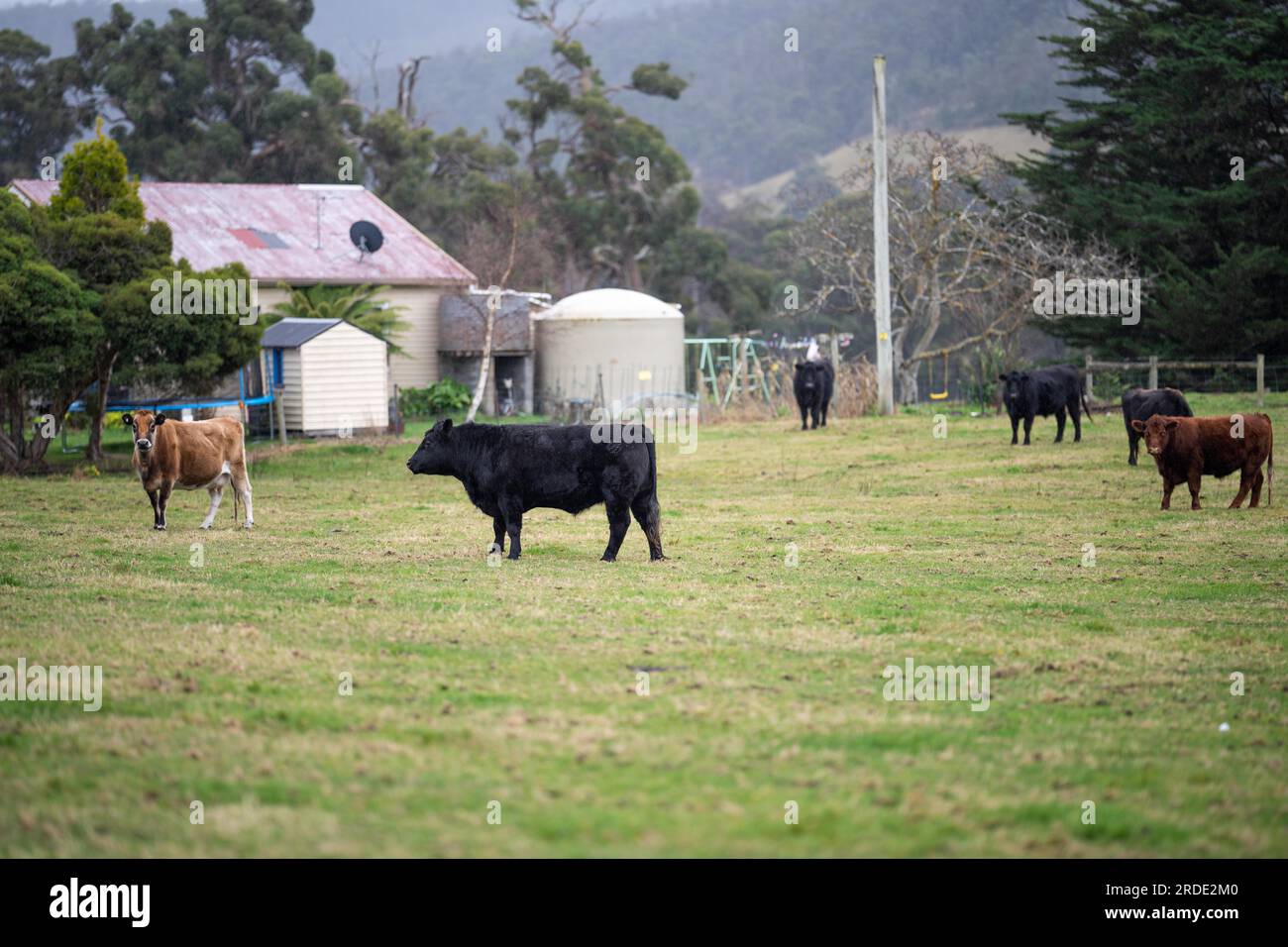 livestock beef cattle in a field on a farm. close up of a cows face ...