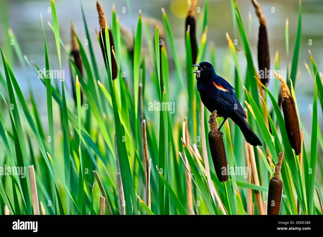 A male Red-winged Blackbird (Agelaius phoeniceus), perched on top of a ...