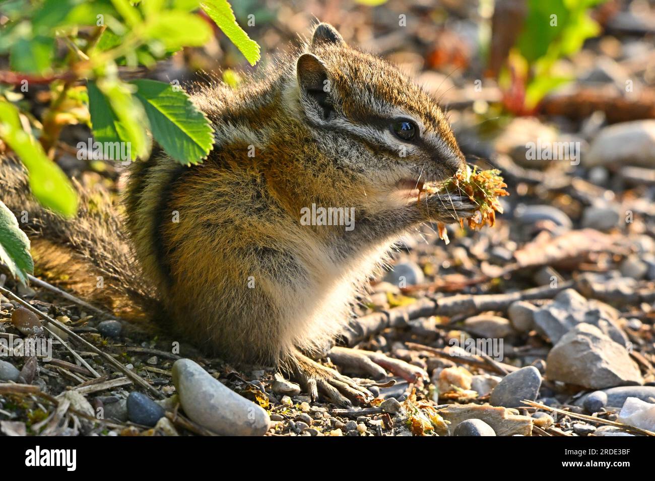 A side view of a least chipmunk, "Eutamias minimus", foraging on the ...