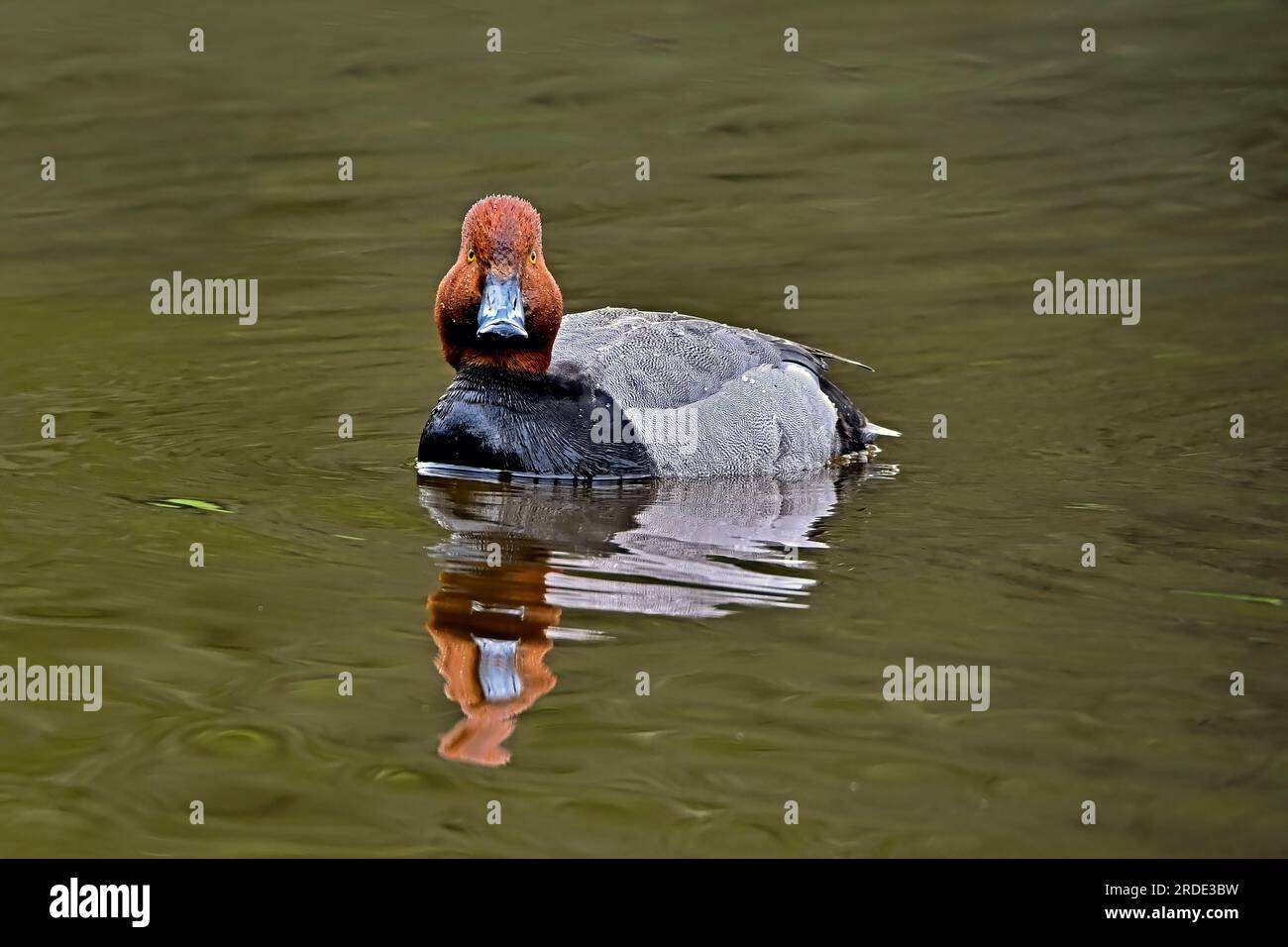 A front view of a wild Redhead Duck "Aythya americana", swimming in a ...