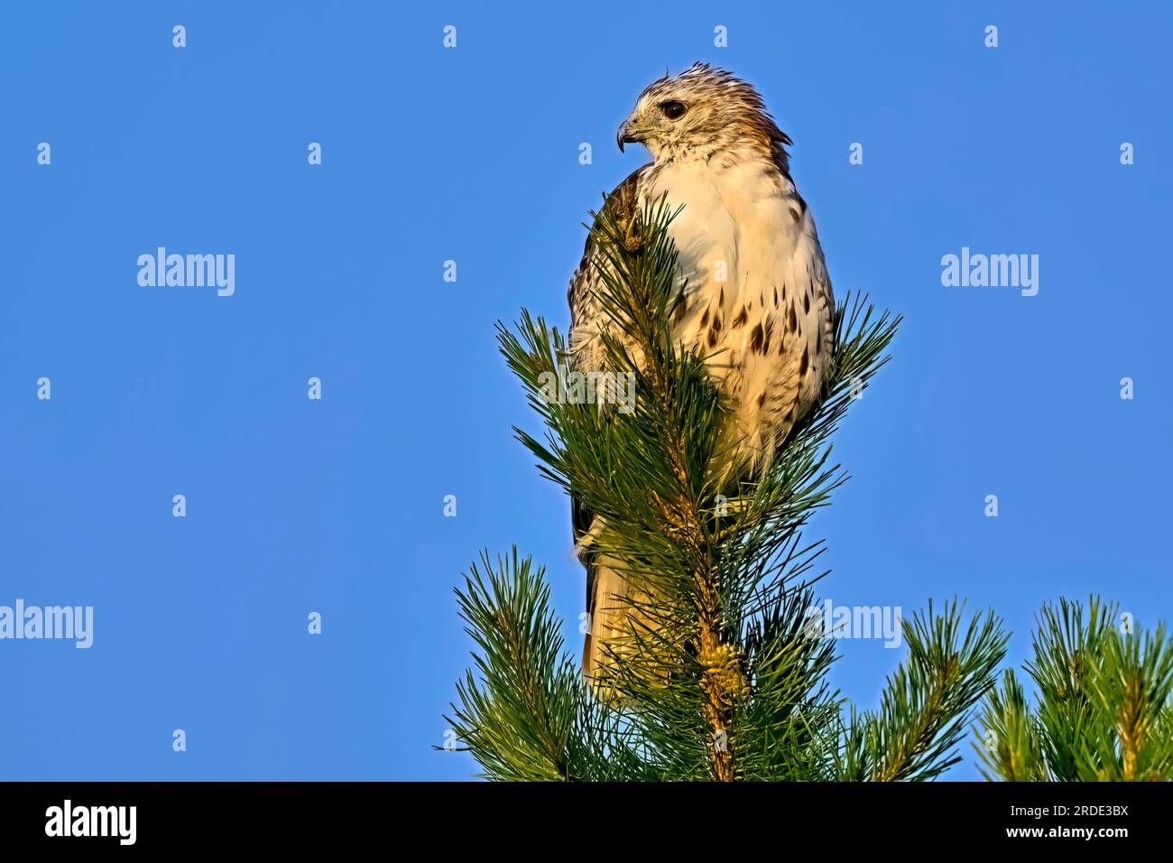 Immnature hi-res stock photography and images - Alamy