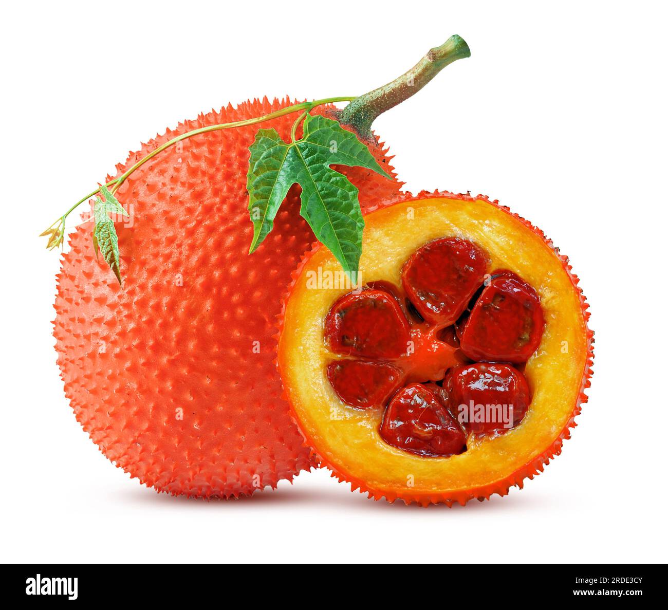 Gac fruit or baby jackfruit isolated on white background Stock Photo ...