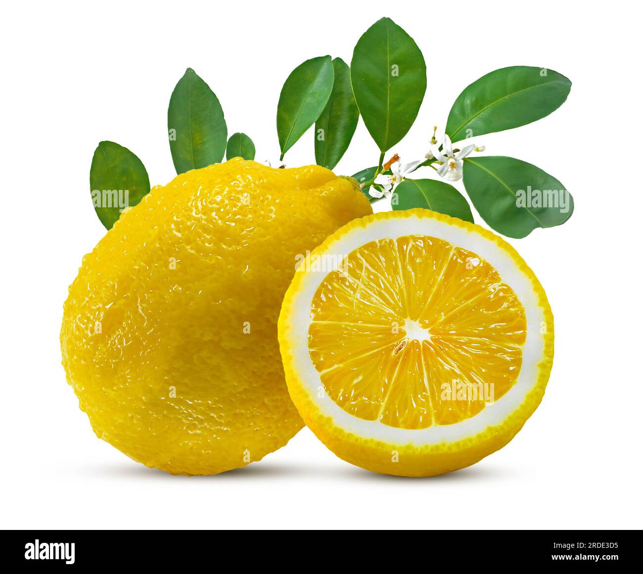 Lemon color background hi-res stock photography and images - Alamy
