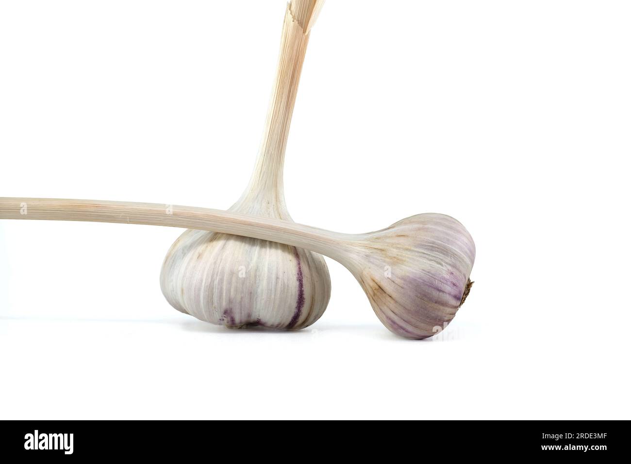 Garlic bulbs in close-up isolated on white background Stock Photo - Alamy