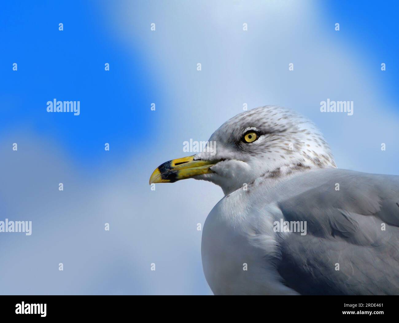 Seagull sits in corner of photo with blue sky and clouds serving as ...