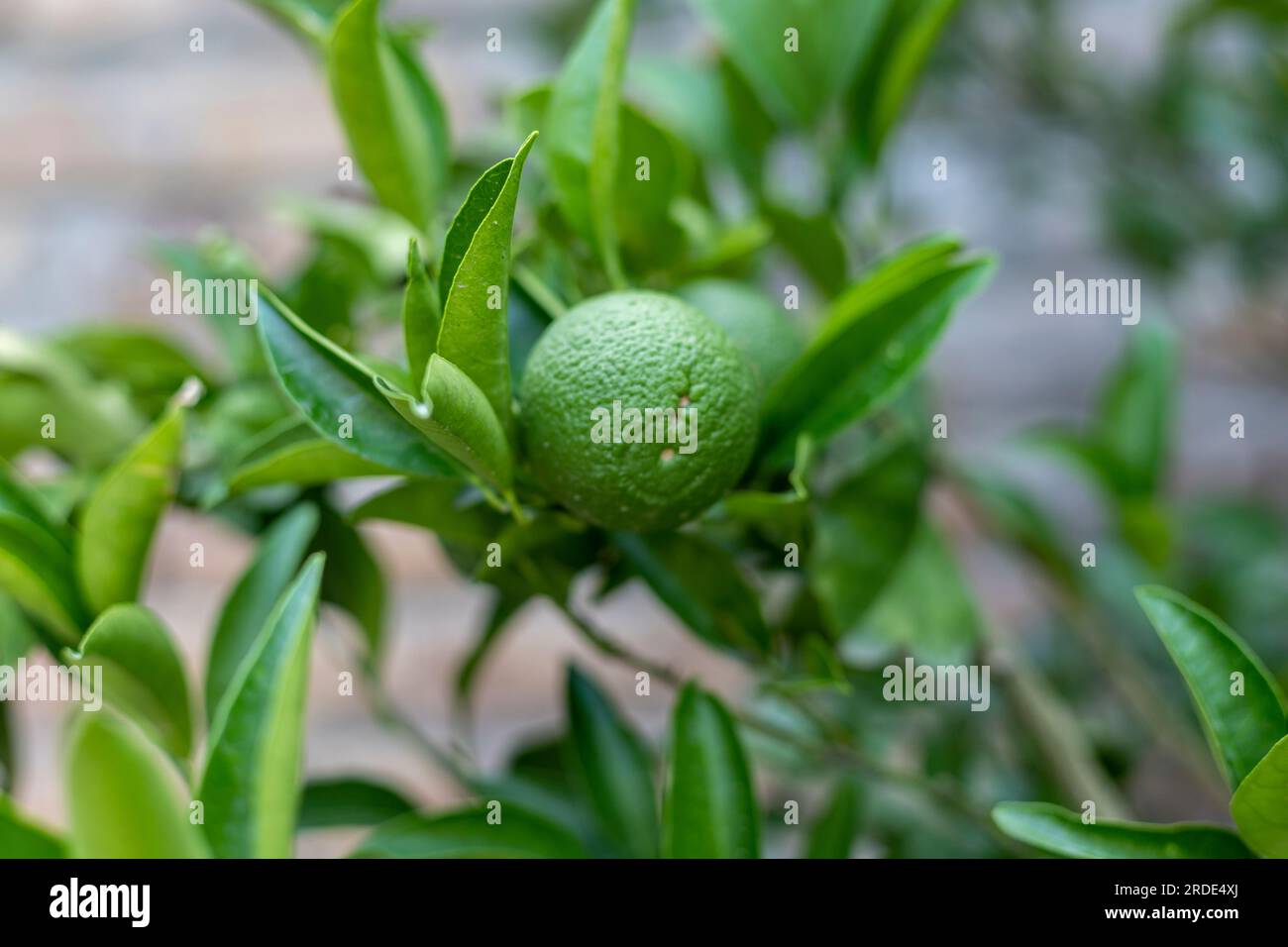 Small orange unripe fruit on a tree Stock Photo - Alamy