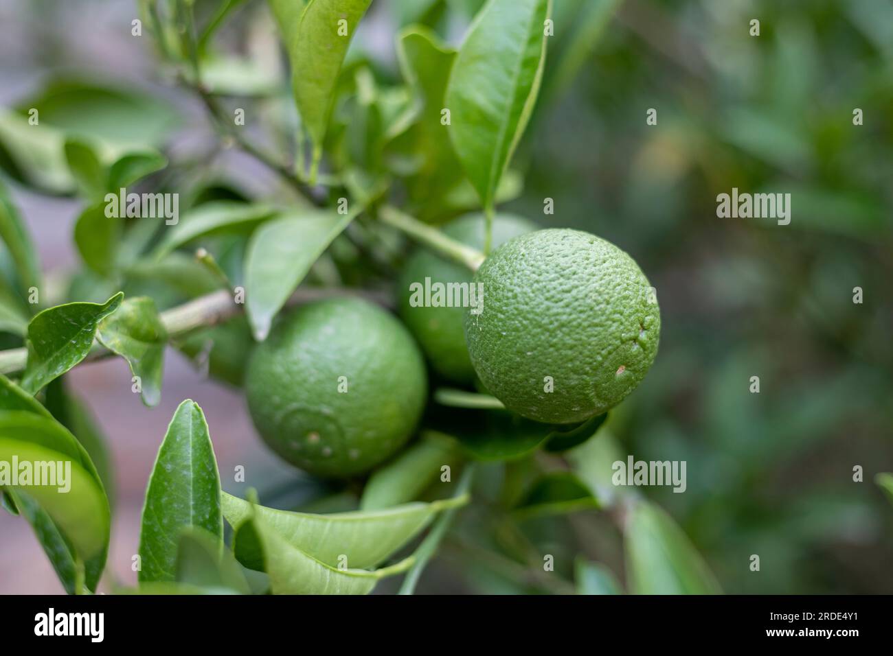 Tiny orange fruit hi-res stock photography and images - Alamy