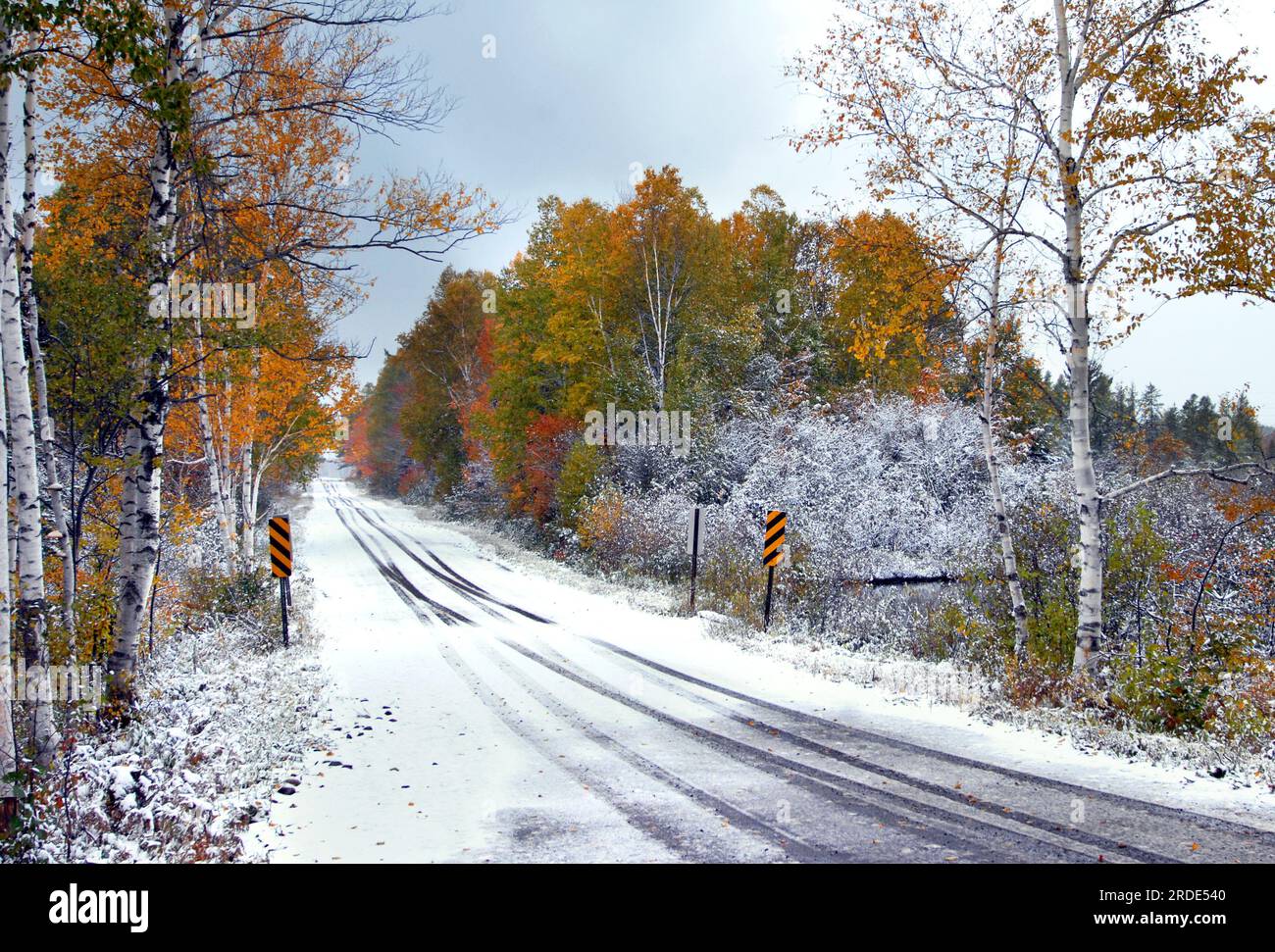 Highway disappears into a tunnel of overhanging branches of gold and ...