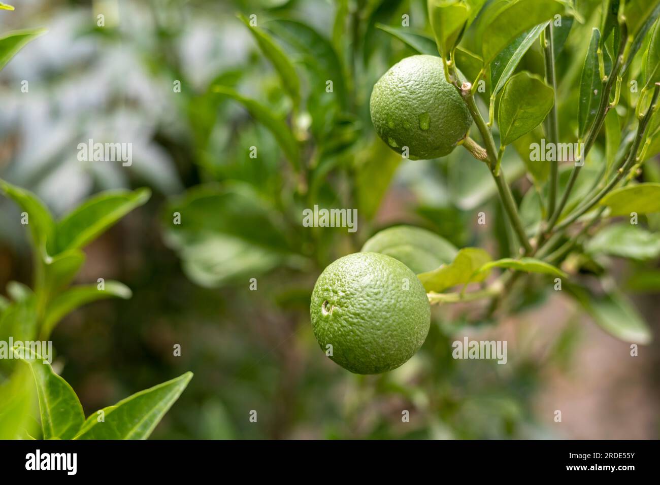 Small fruit growing on a citrus fruit tree in the orchard Stock Photo ...