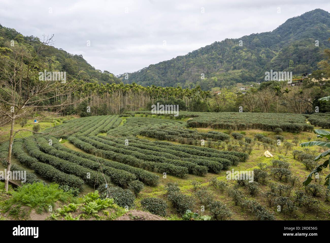 Pinglin Tea Farm in New Taipei City, Taiwan Stock Photo - Alamy