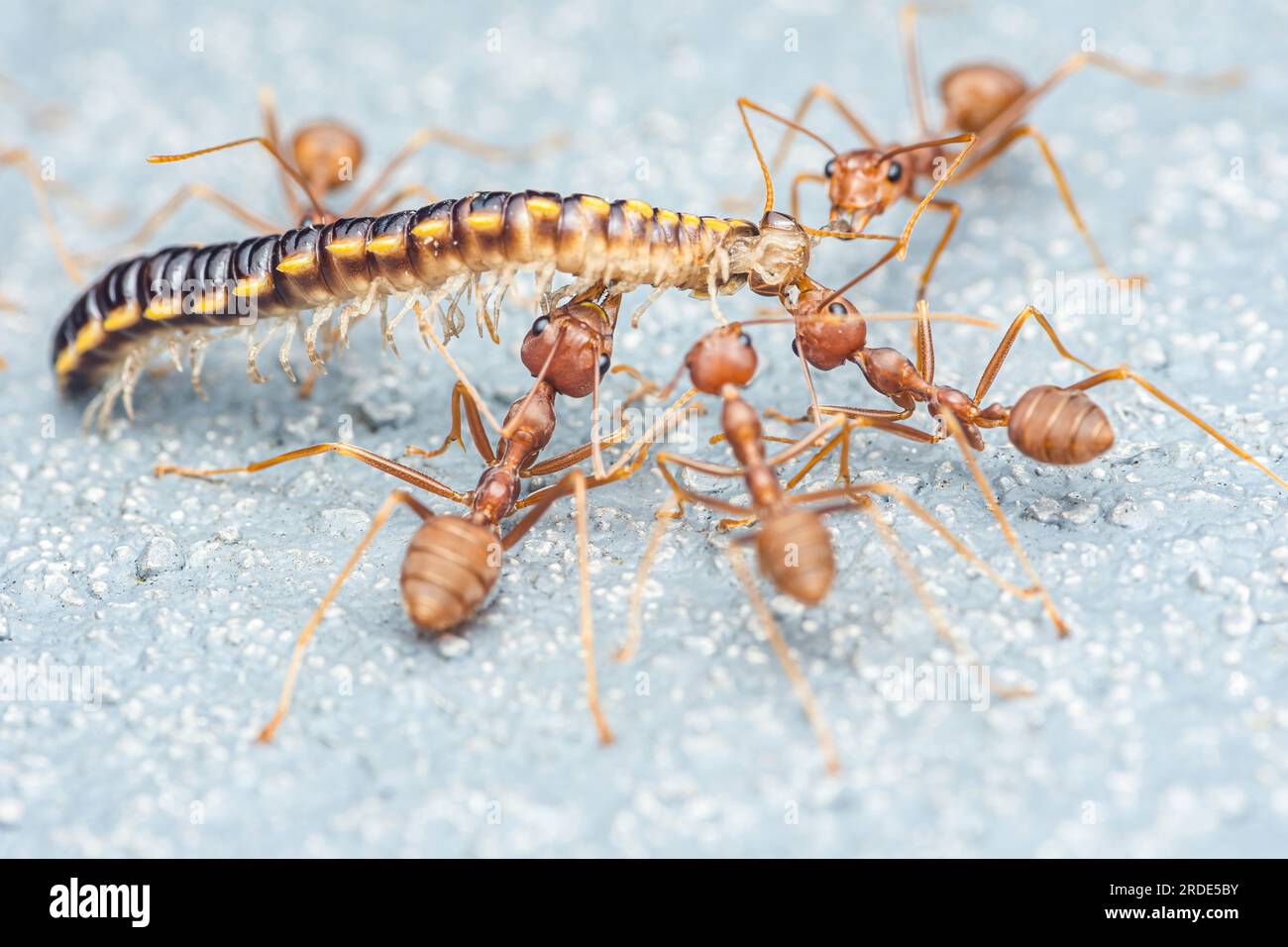 Red ants team is moving the prey, Red ants is team work, Selective ...