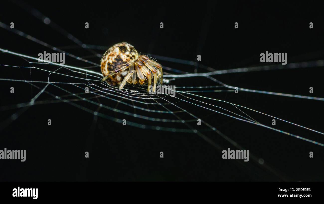 Spiny Orb Weaver on web in nature, Macro photo of insect in nature and ...