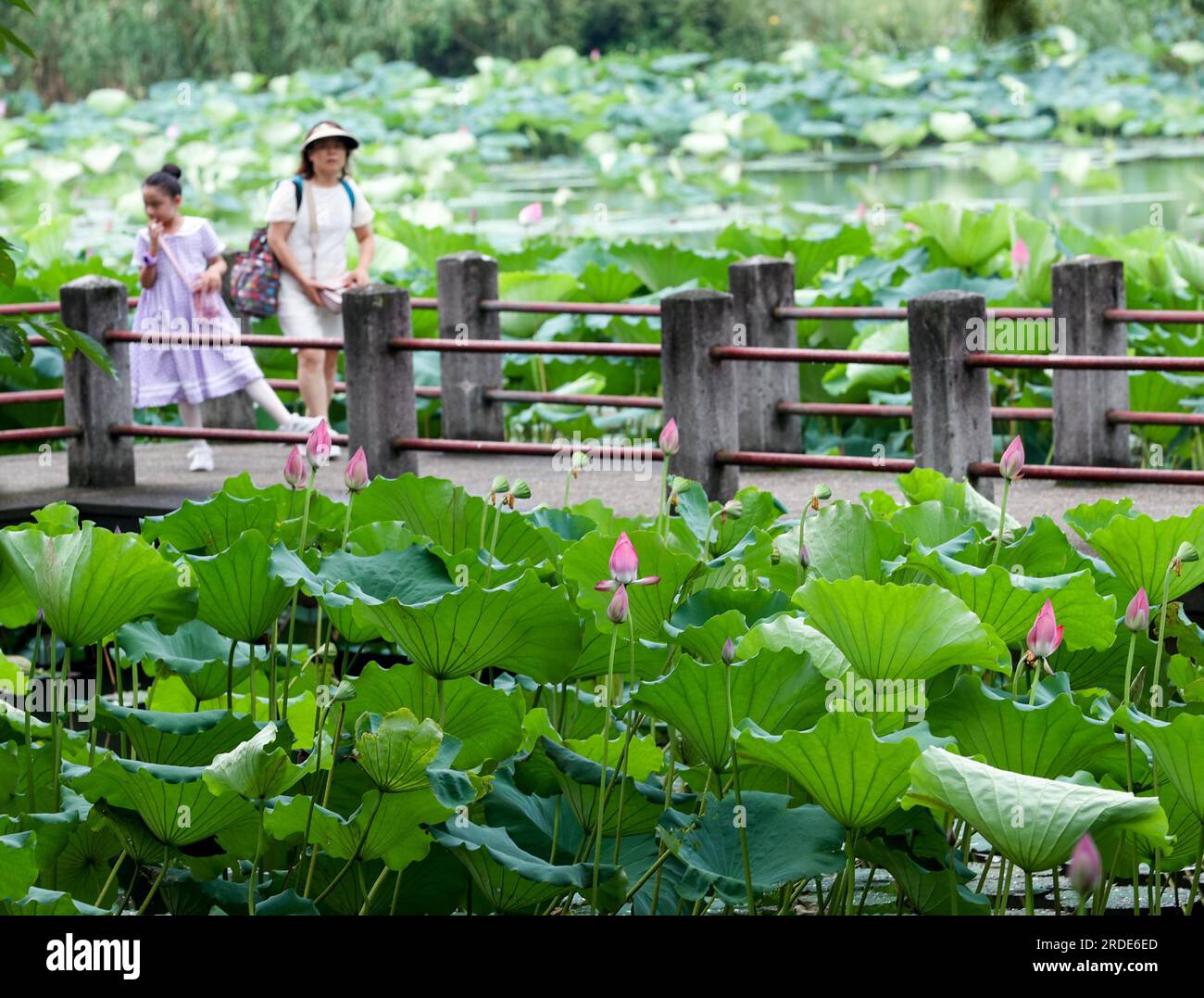 **CHINESE MAINLAND, HONG KONG, MACAU AND TAIWAN OUT** Blooming lotus ...