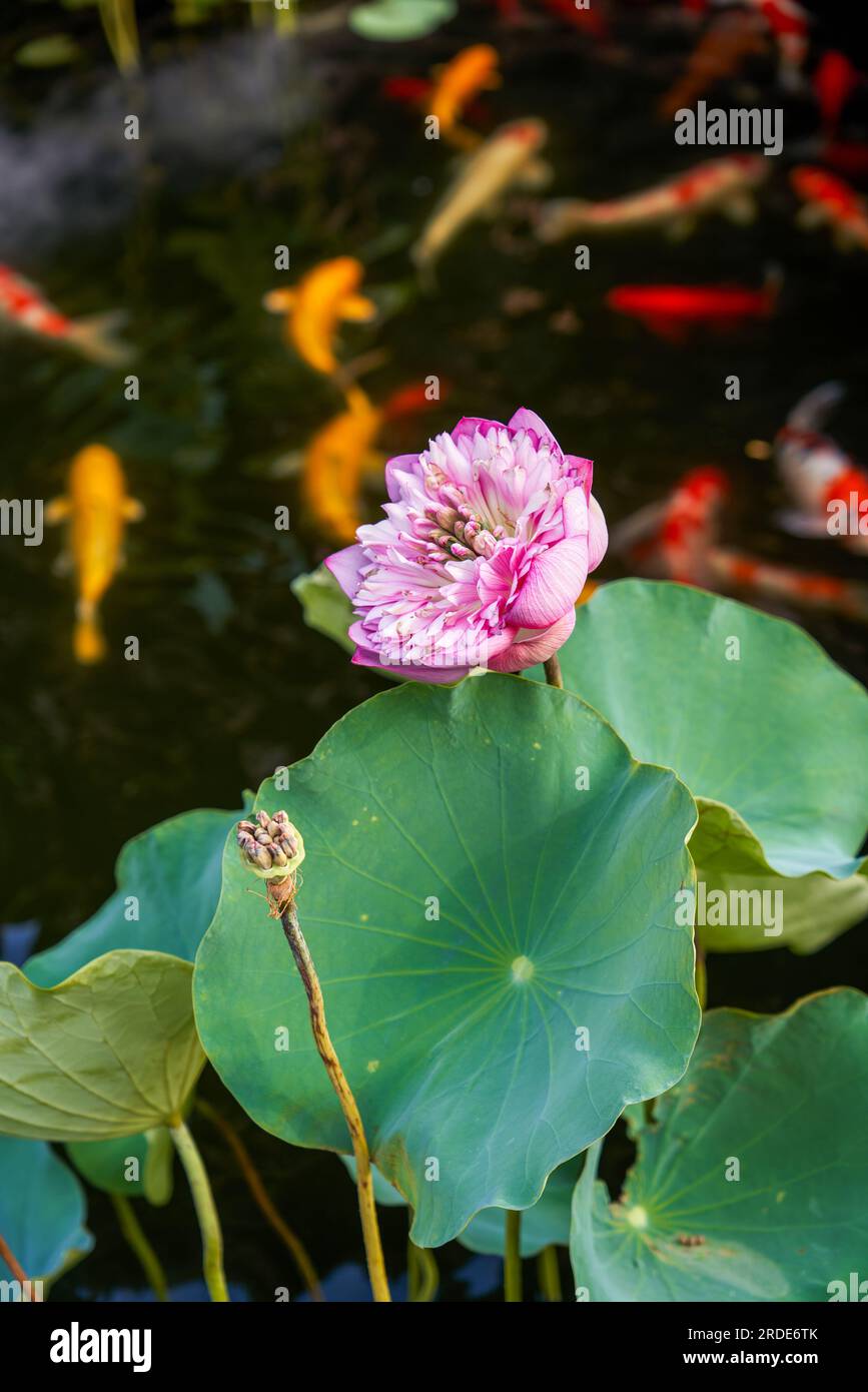 Lotus koi hi-res stock photography and images - Alamy