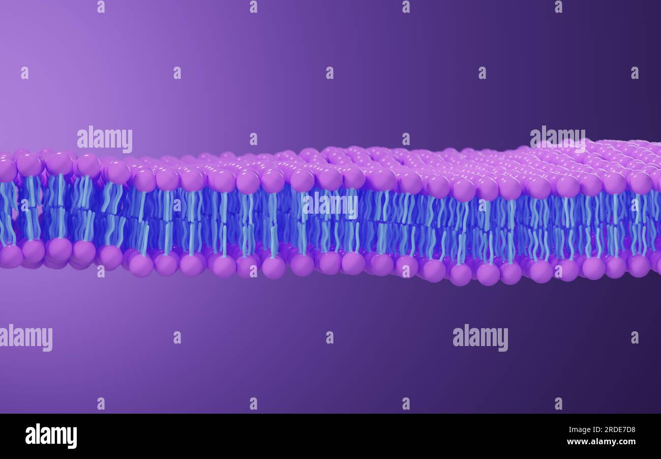 Marker Proteins In Cell Membrane