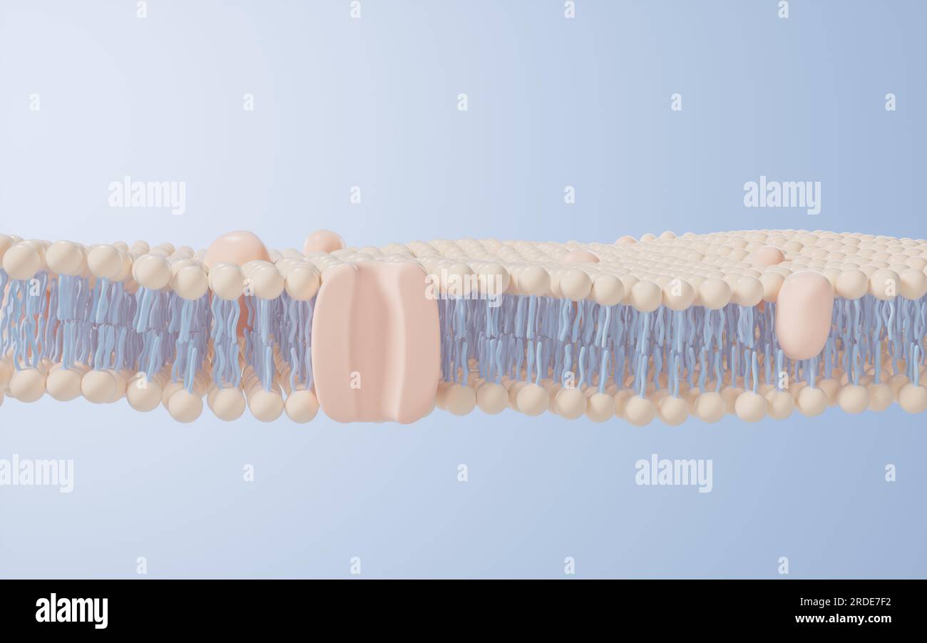 Cell membrane structure background, 3d rendering. Digital drawing Stock ...
