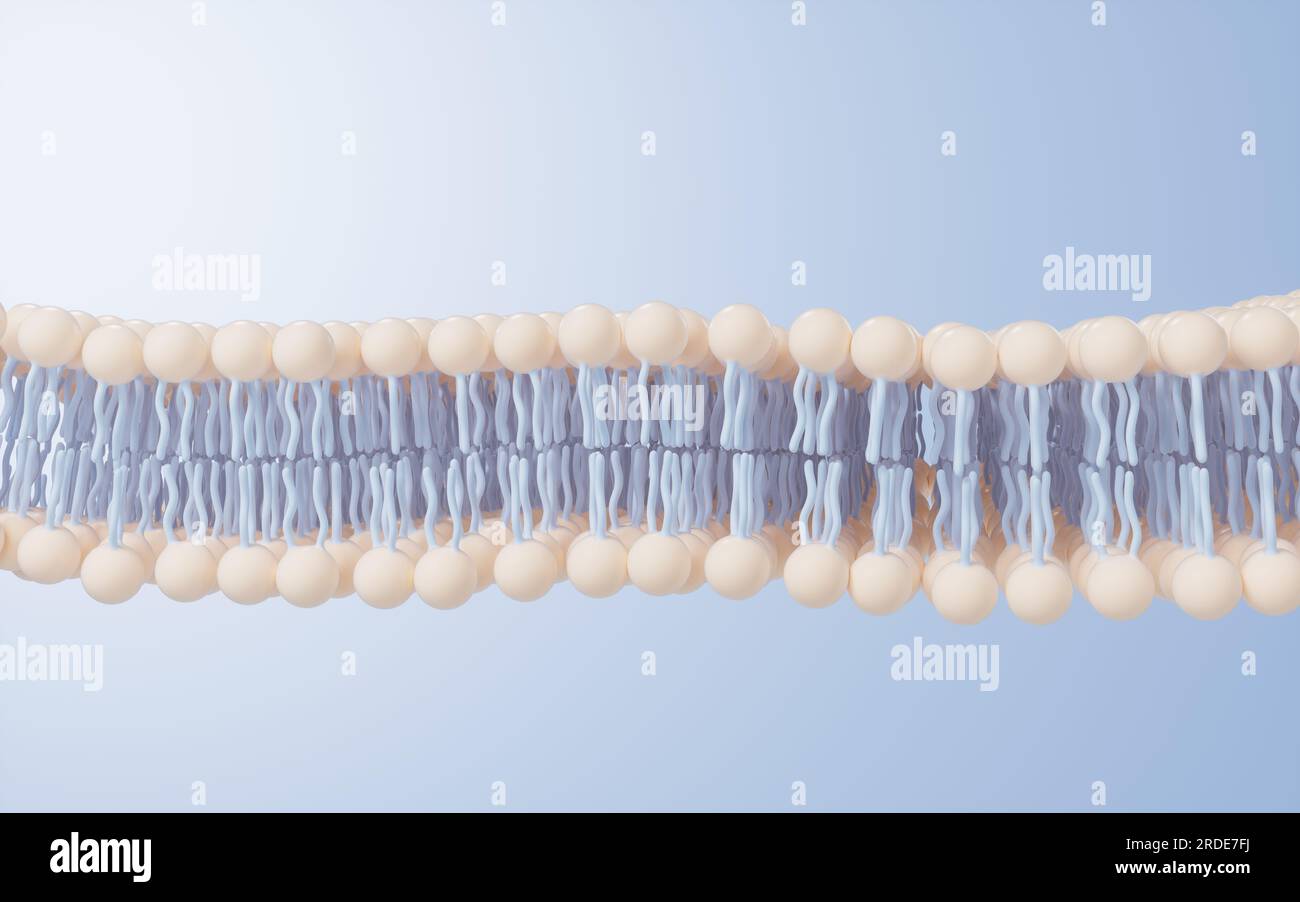 Cell membrane structure background, 3d rendering. Digital drawing Stock ...