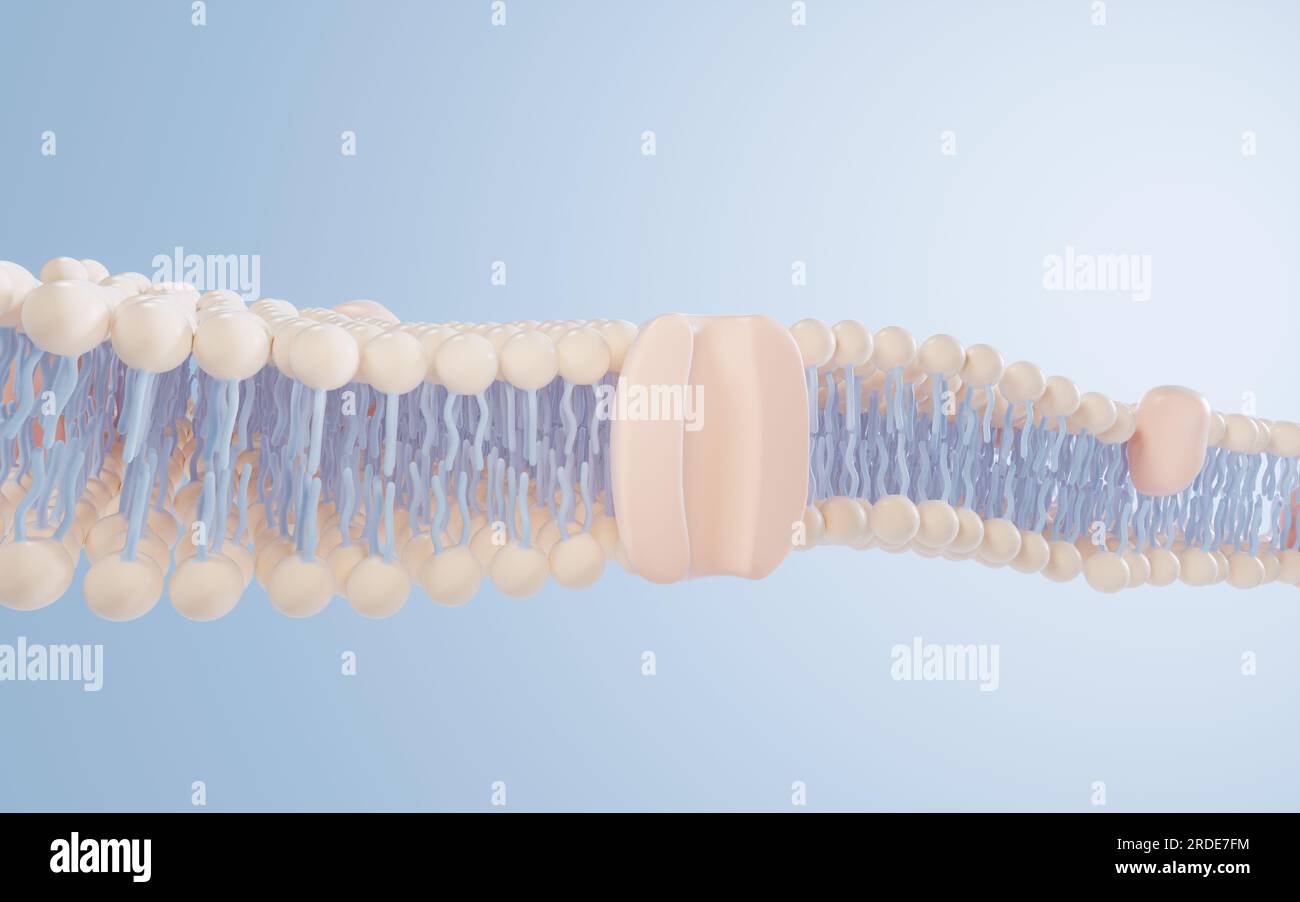 Cell membrane structure background, 3d rendering. Digital drawing Stock ...