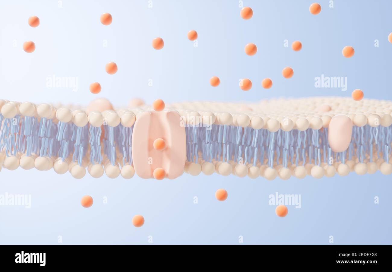 Cell Membrane Template