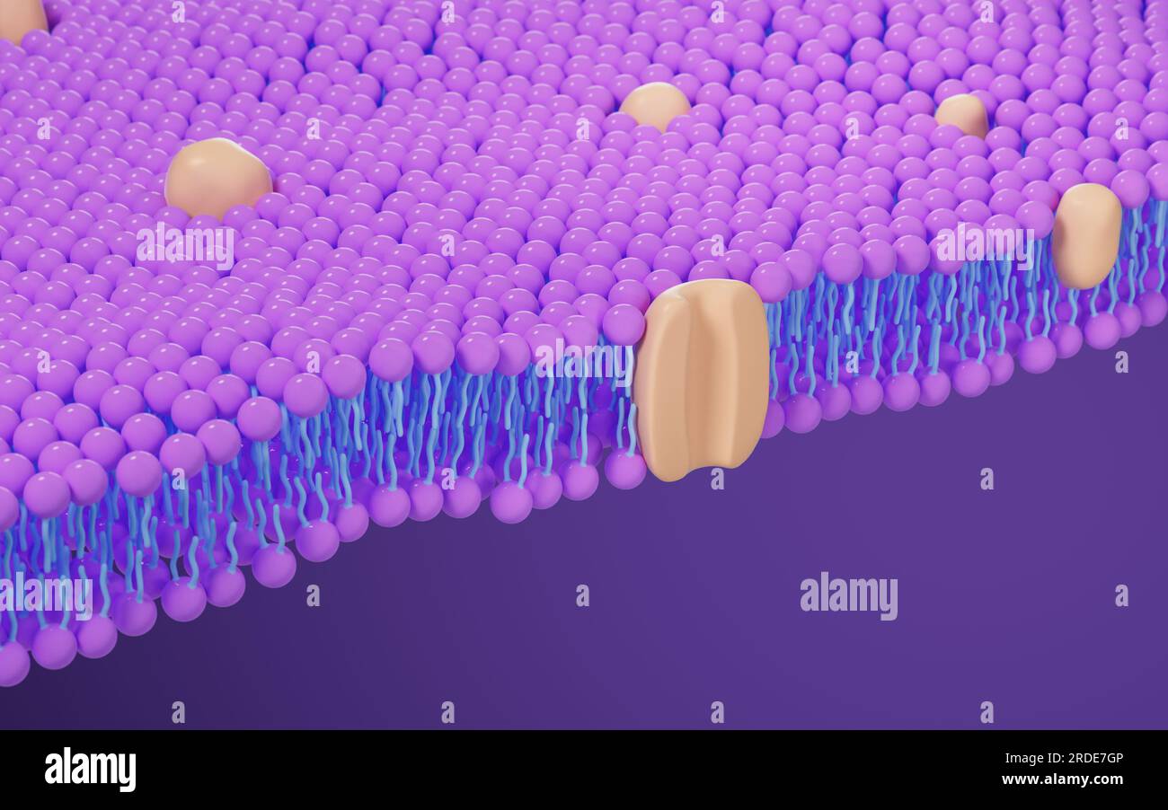 Cell membrane structure background, 3d rendering. Digital drawing Stock ...