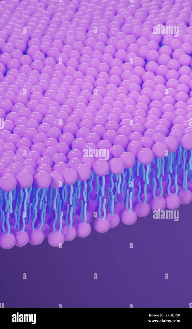 Cell membrane structure background, 3d rendering. Digital drawing Stock ...