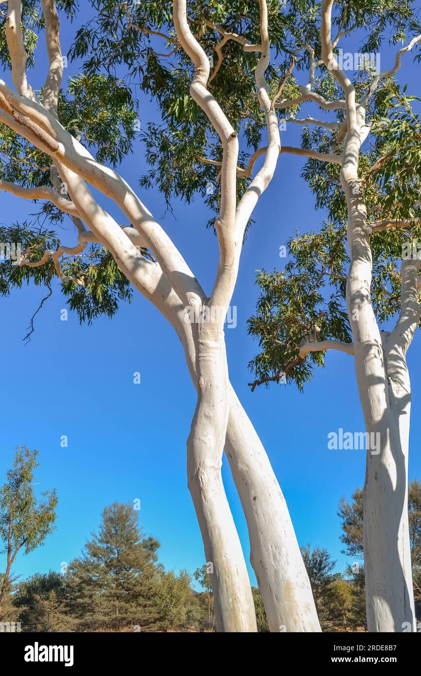 White gum trees in the Red Central desert around Alice Springs ...