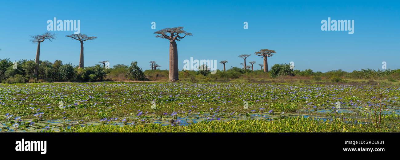 Beautiful Alley of baobabs. legendary Avenue of Baobab trees in ...