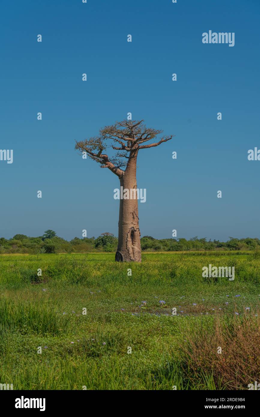 Beautiful Alley of baobabs. legendary Avenue of Baobab trees in ...